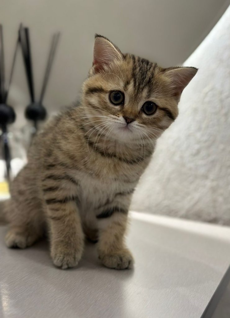 Online Pet Store Dubai (UAE) - Buy Kitten, Dog, and Birds - Peshi Pets