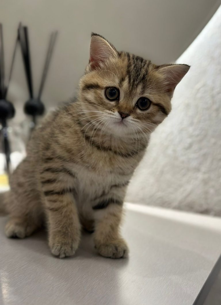 Purchase yourself a beautiful kitty cat in DXB - Peshi Pets